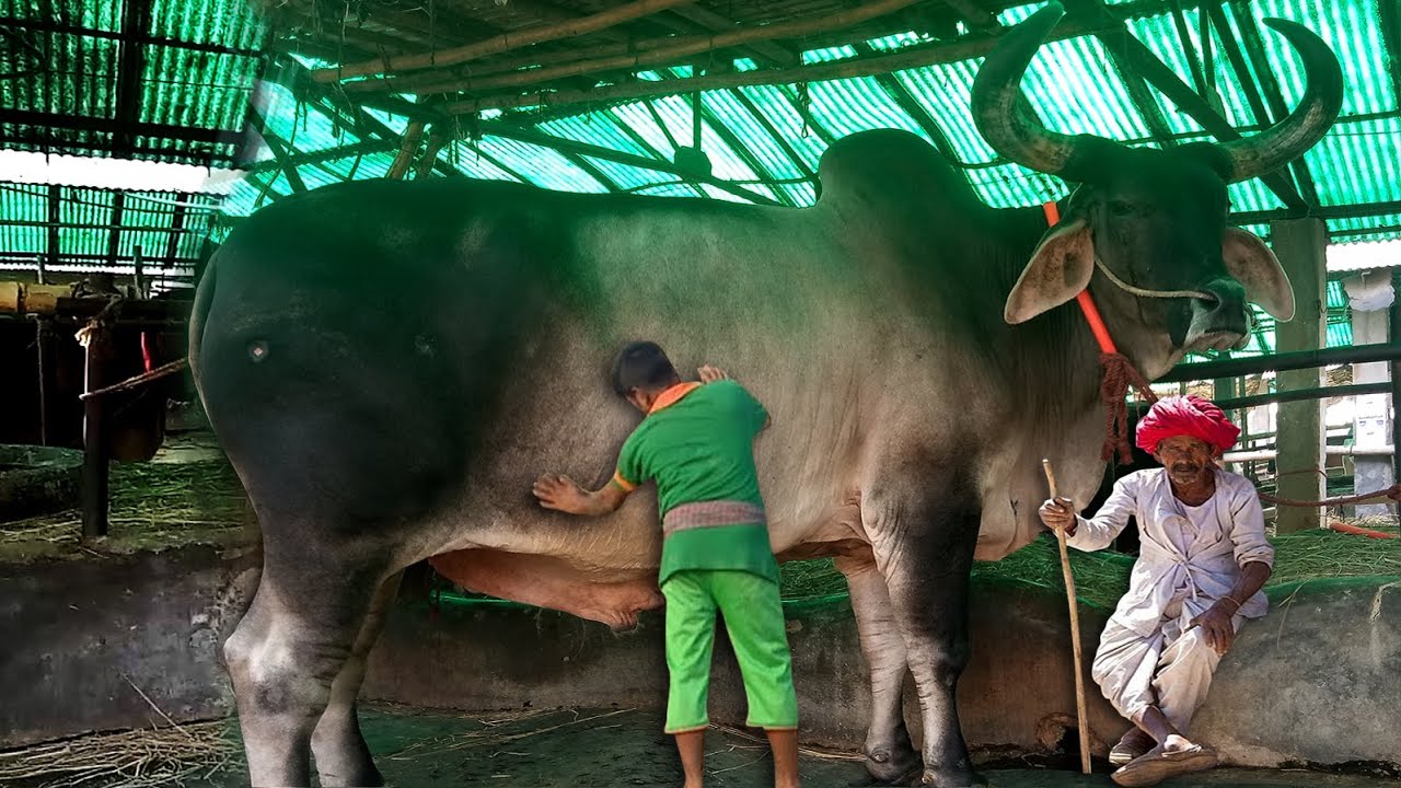 Gabtoli gorur haat 2019 - Big cow in Dhaka - YouTube