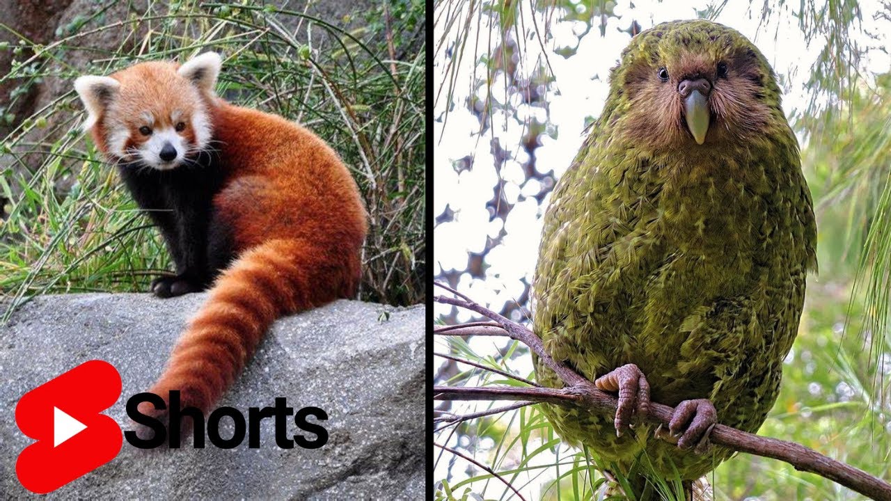 RECOPILACIÓN DE LOS MEJORES SHORTS DE ANIMALES - YouTube