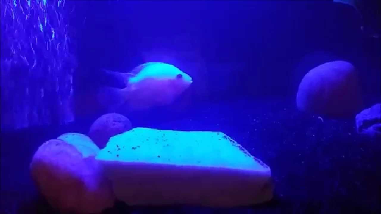 Short Body Pink Convict Cichlid Pair - YouTube