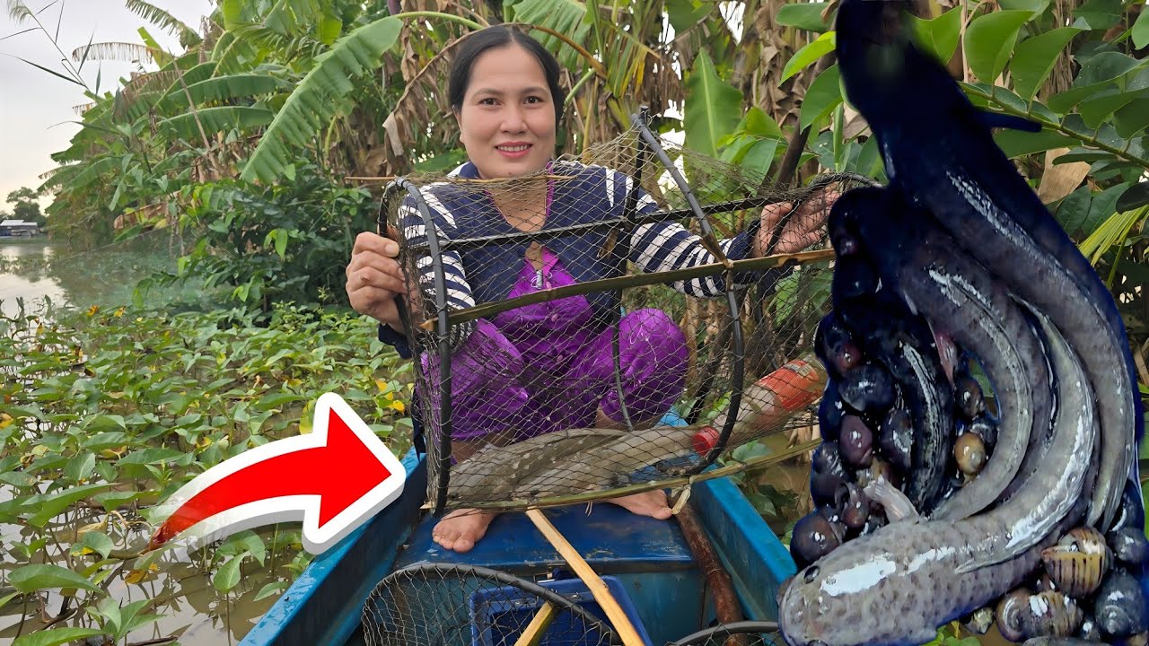 Visiting the Western Snakehead Fish Trap Today, Another Bountiful ...