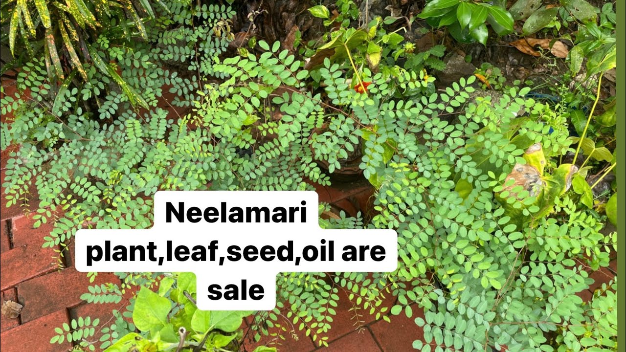 Neelamari/neelamari seed,plant,oil,leaf are sale/sale - YouTube