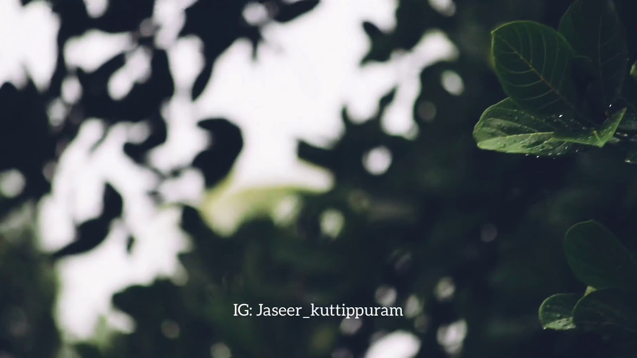 മഴ Mazha. Rain in Kerala Rain WhatsApp status - YouTube