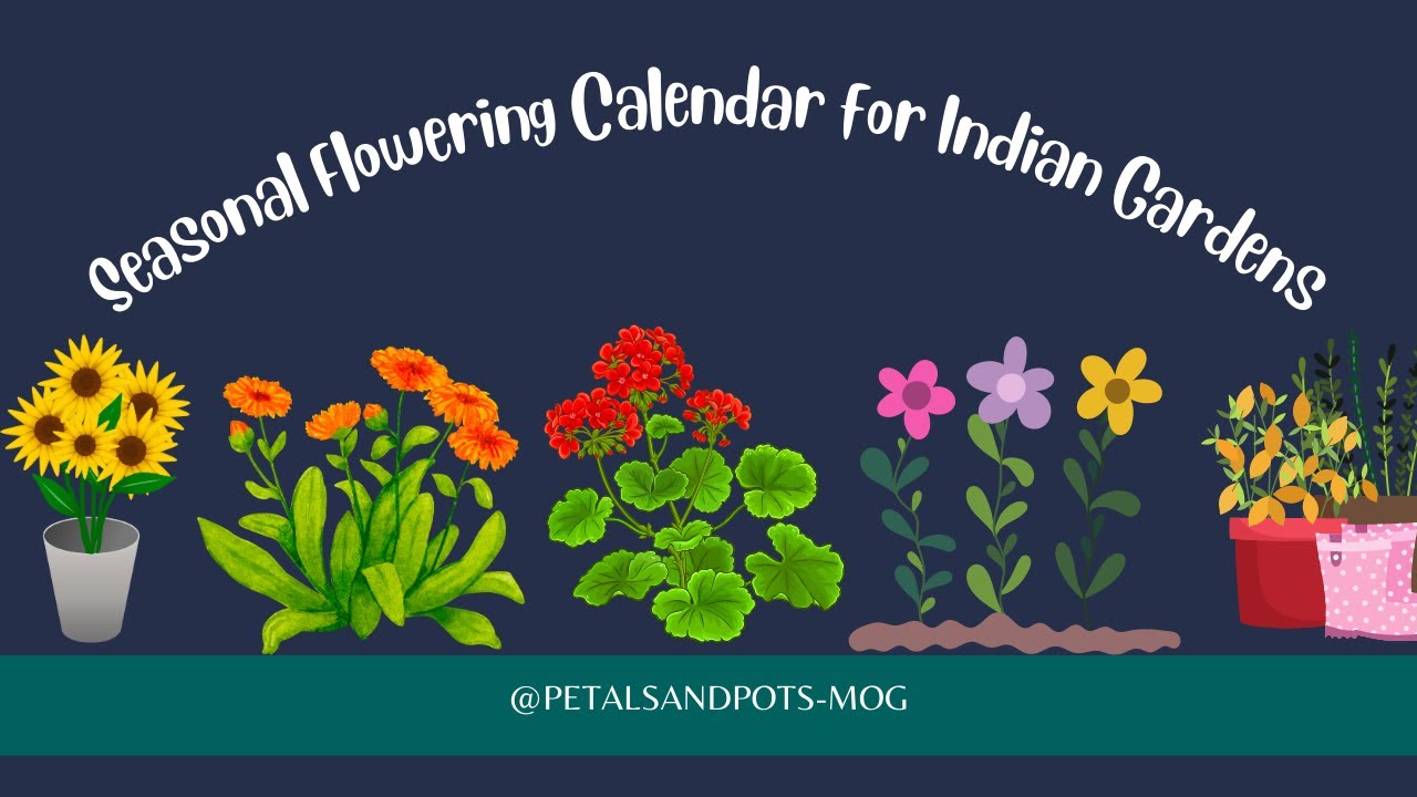 Seasonal Flowering Calendar for Indian Gardens - YouTube