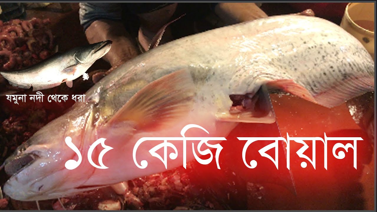 Incredible The Boyal Fish Cutting Skills ,AMAZING FISH CUTTING EXPERT ...