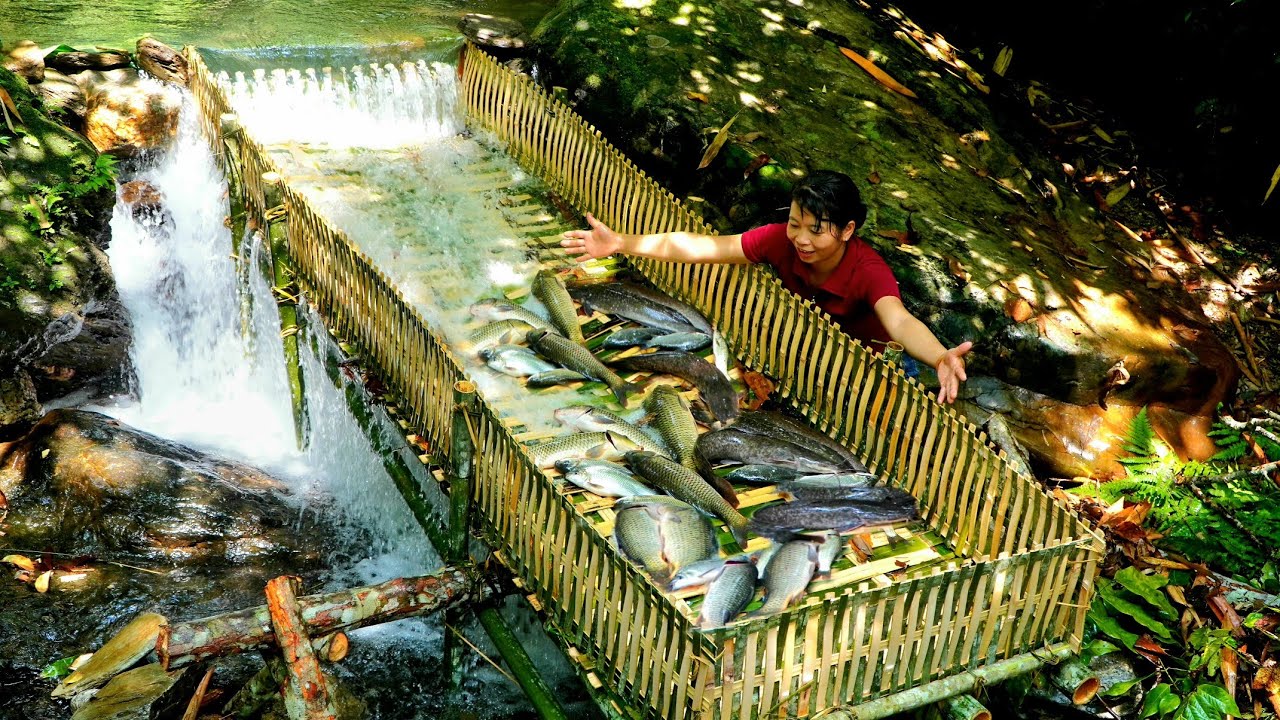 Building a dam and bamboo fish trap to catch fish | Traditional fish ...