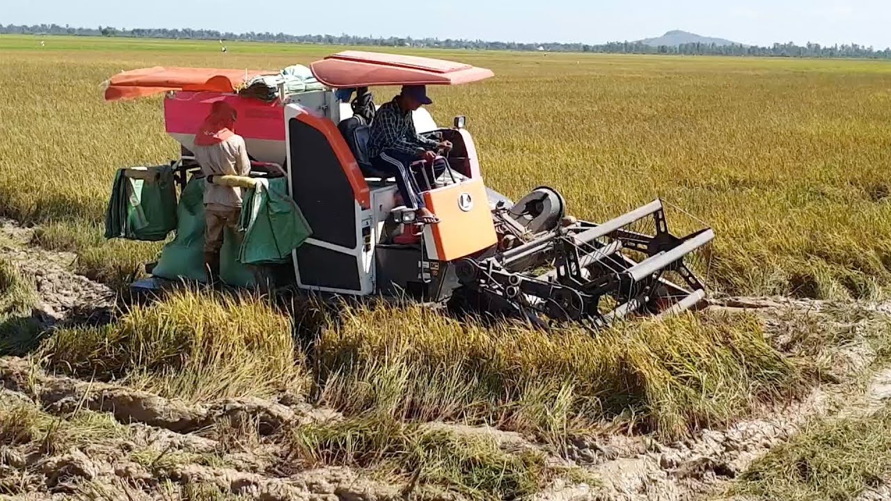 Harvester Rice In Mud | Harvesting On Farm Field, Best Action ...