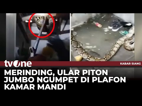 Ular Piton 4 Meter Bersembunyi di Atas Plafon Kamar Mandi | tvOne
