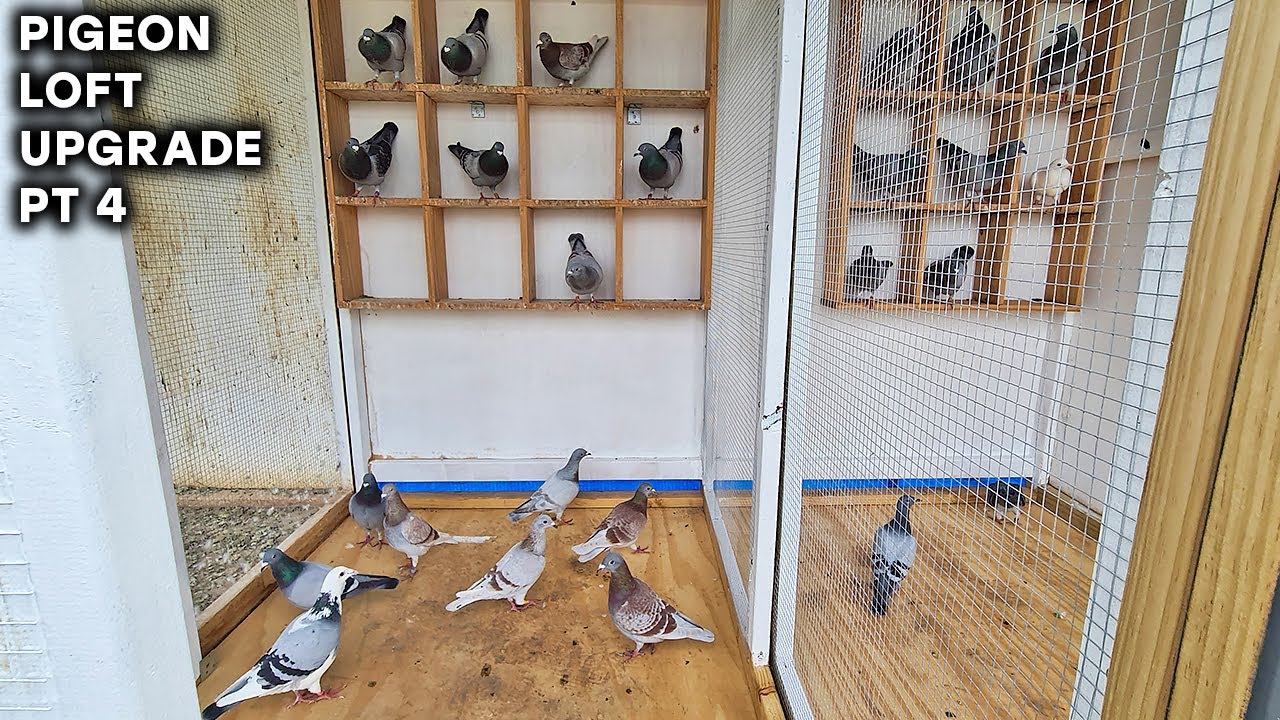 Pigeon Loft Upgrade (Pt 4 Moving Birds) - YouTube