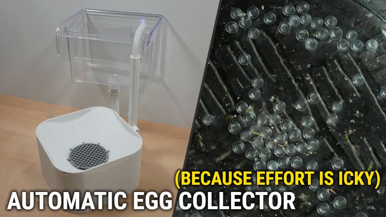 So You Want an Automatic Egg Collector? - YouTube