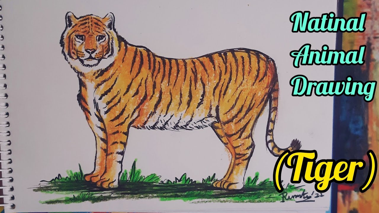 India's National Animal Tiger Drawing🐅//ভারতের জাতীয় পশু বাঘ আঁকা🎨 # ...