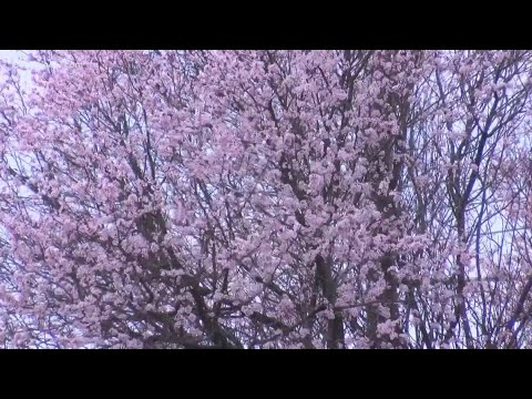 Sniffle Season is here. Here's what the data shows about worsening ...