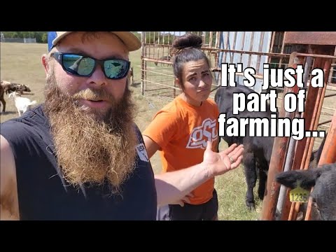 Bad day to be a Bull | California Bander - YouTube