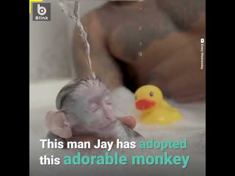 Sevimli yavru şempanzenin Görüntüleri