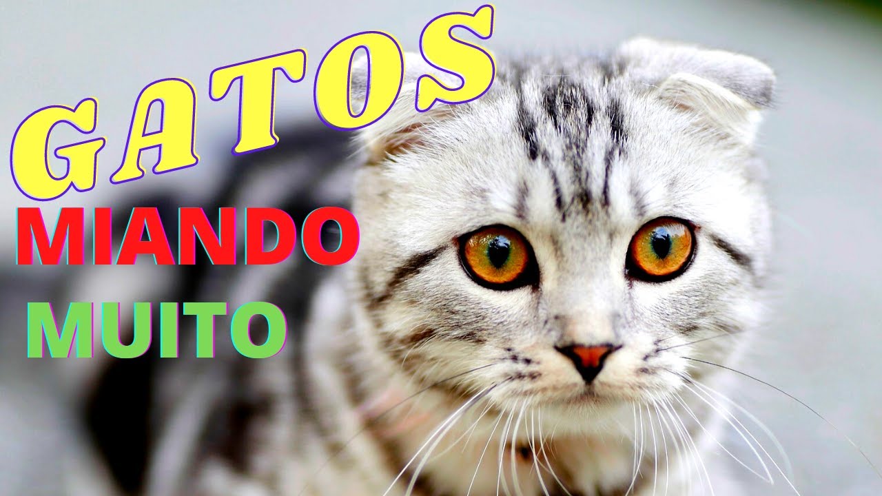 😸Gatos Miando MUITO - Miado de Gatos (Estranho) Gatinhos. - YouTube
