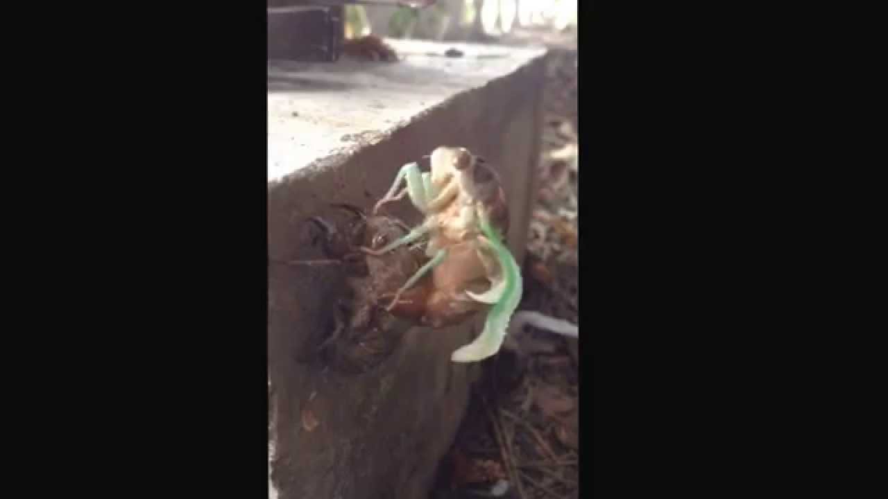 Locust coming out of it's shell! - YouTube