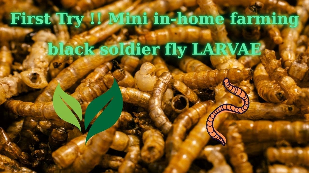 Turn Organic Waste into Income by Raising BSF Larvae – Easy Guide! - YouTube