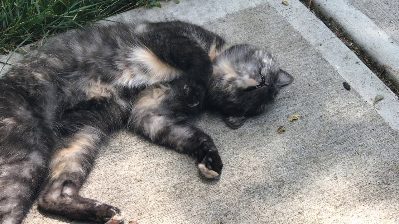 Kitty Litty off the Nitty 🤣🤣 - YouTube