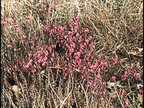 Moby - Sunday (The Day Before My Birthday) (Radical XP Remix) - YouTube