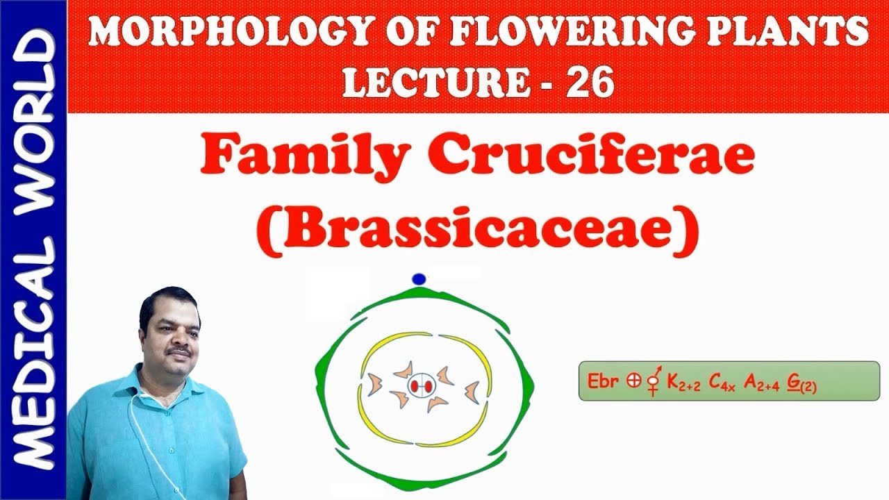 CRUCIFERAE | MORPHOLOGY OF FLOWERING PLANTS | LECTURE 26 - YouTube