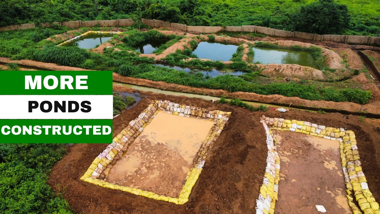 Constructing More Earthen Ponds For Fish Farming - YouTube