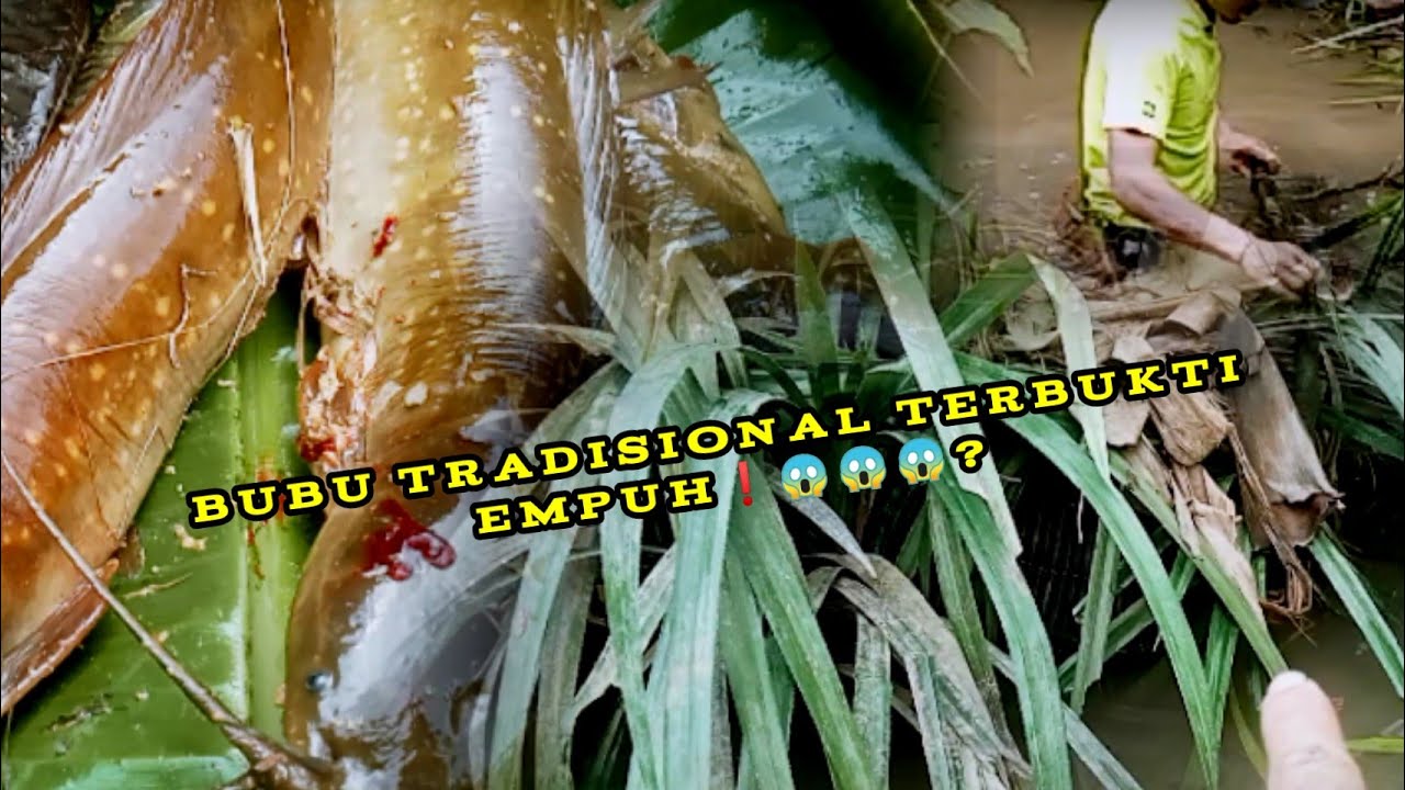 bubu tradisional terbukti empuh mampu menakluk ikan keli/leleh berwarna ...