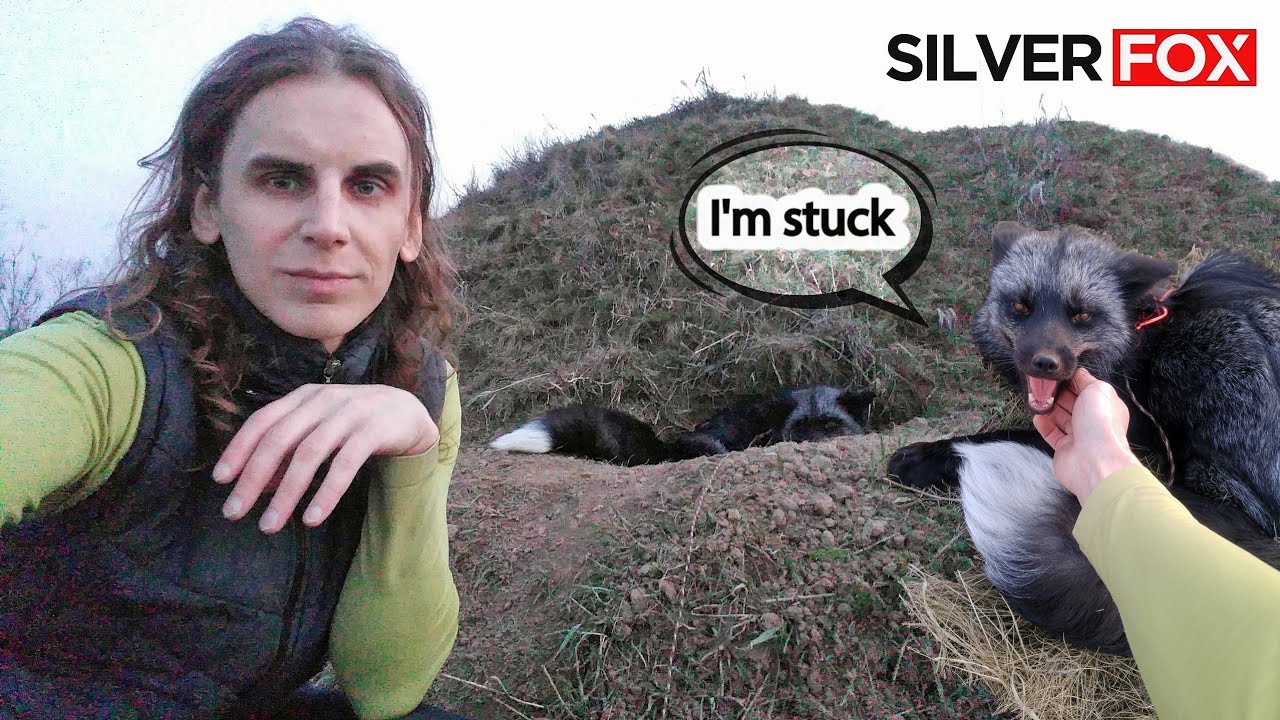 Melanistic Maned Wolf