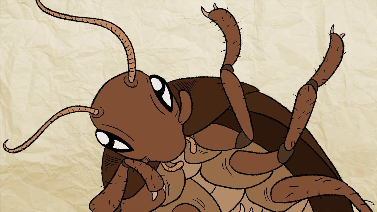 BARATA VOA - YouTube