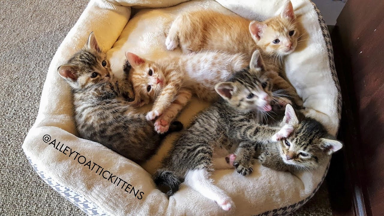 Clara's BTTF Kittens - Kitten Cam Live Stream (Alley to Attic) - YouTube