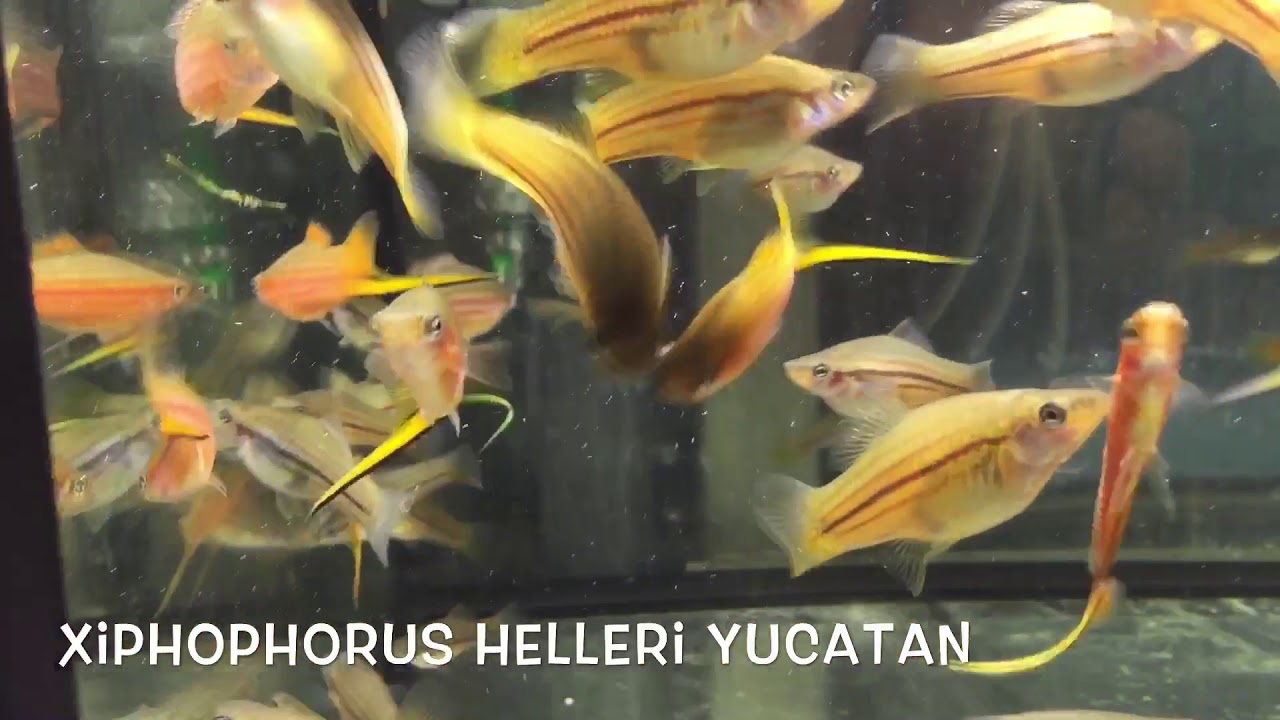 Xiphophorus helleri YUCATAN - YouTube