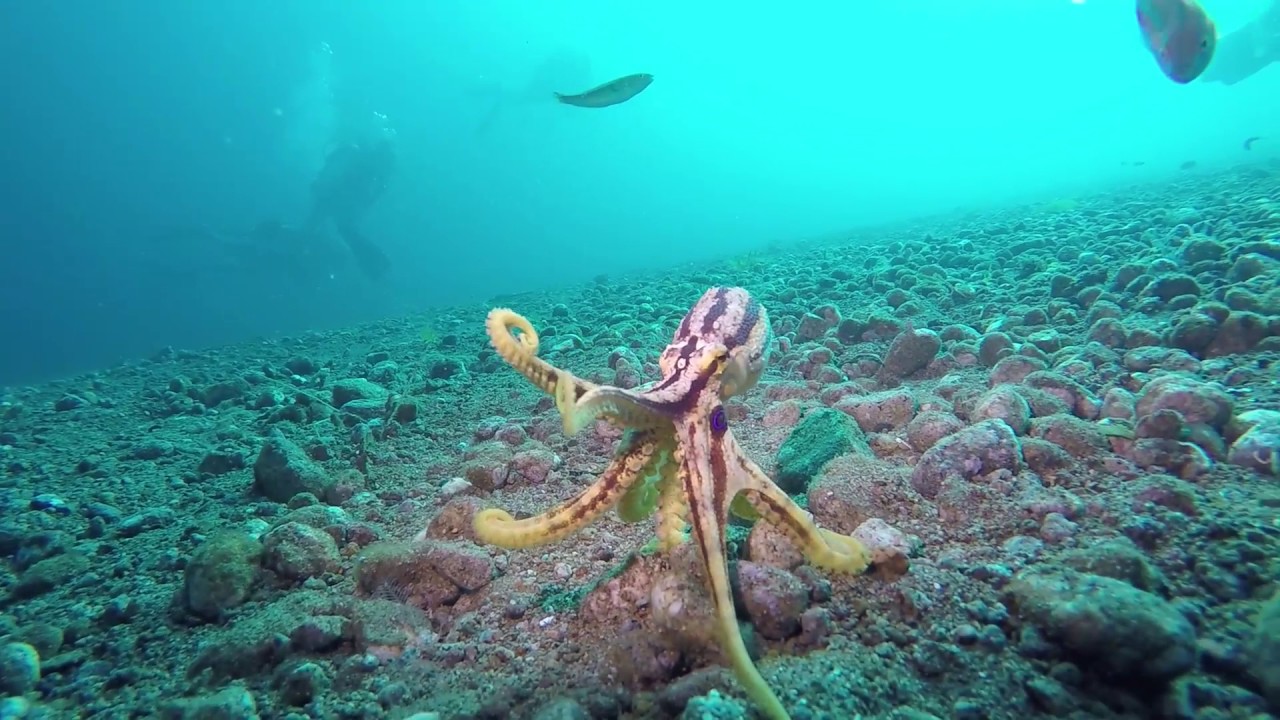 Mototi Octopus Trying to Fight (Rare and Venomous) - YouTube