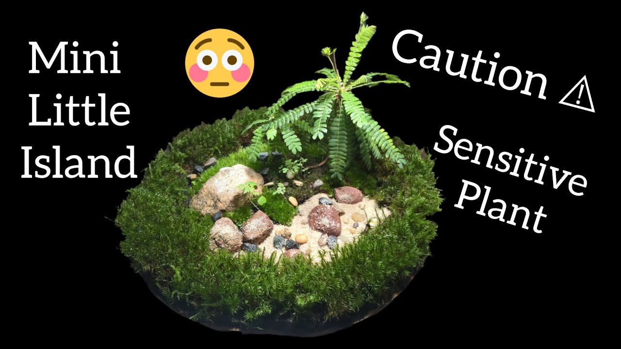 Mini Tropical Island Terrarium using Biophytum Sensitivum Plant - YouTube