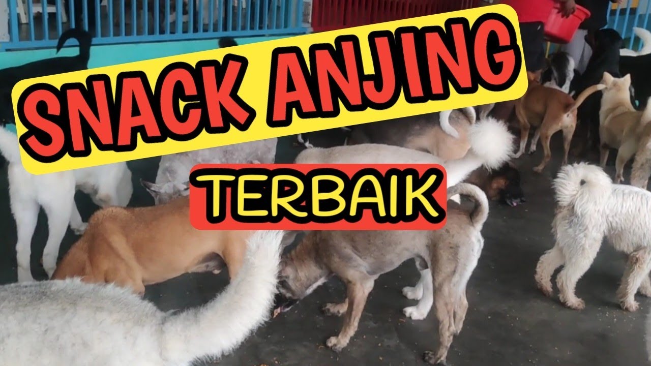 SNACK ANJING TERBAIK DAN SEHAT DARI BAHAN HEWAN TERNAK - YouTube