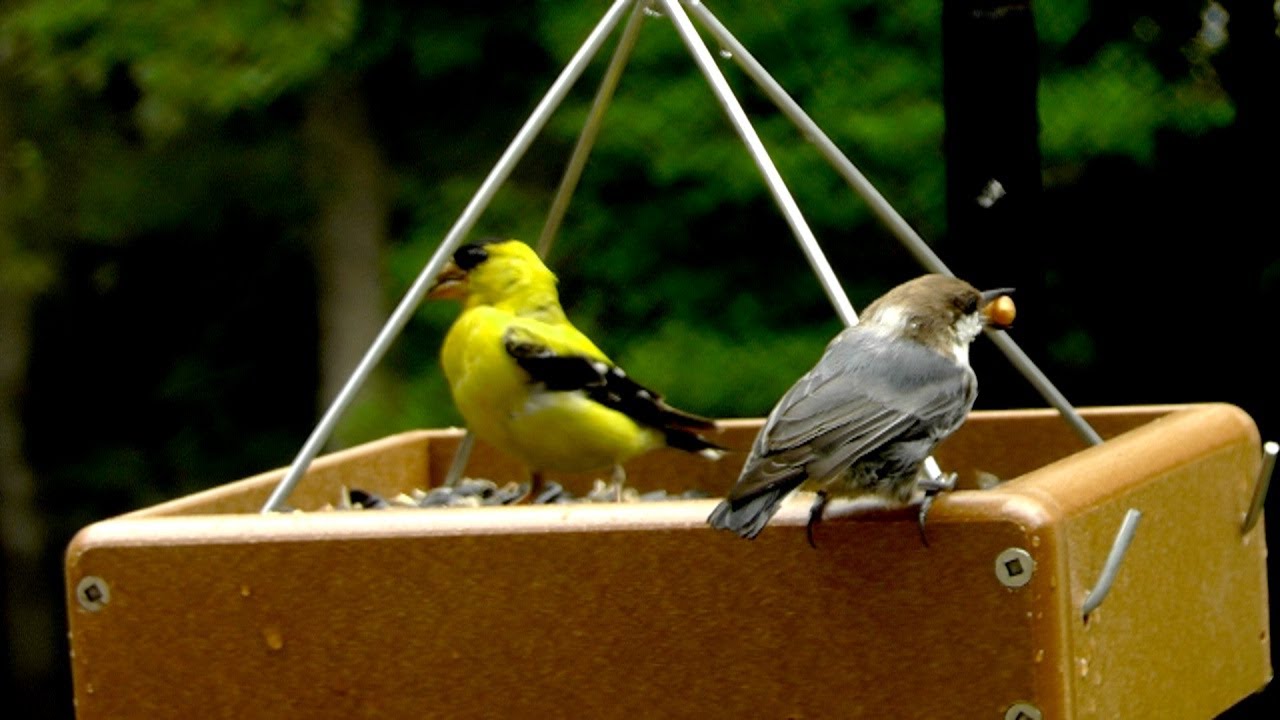 Birds Outside My Window - YouTube