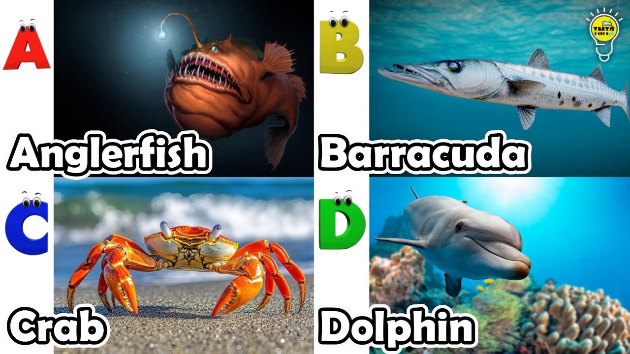 ABC Sea Animals song | Learn Alphabets | English and Animals for Kids ...