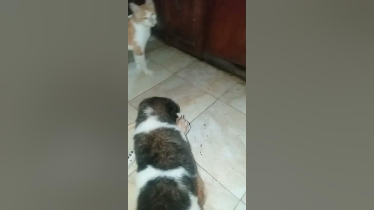Panda Dog Playing Cat 🙄 Mix Breed - Husky x. Puspin - YouTube