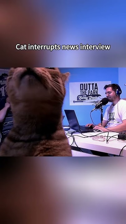 Cat interrupts interview - YouTube