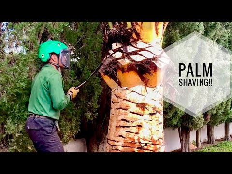 Is Shaving Your Palm Tree Safe? 5 Critical Mistakes to Avoid ...