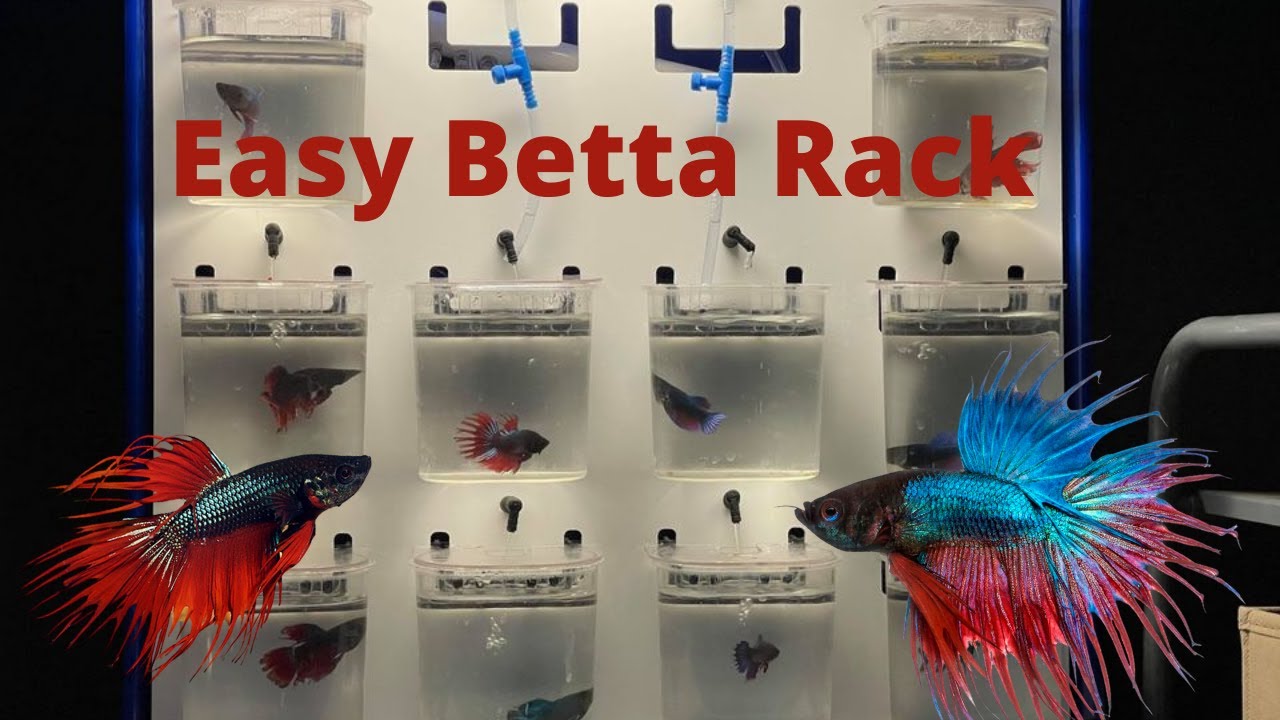 Brand *NEW* Betta Rack/ 15 New Crown Tail Bettas! - YouTube