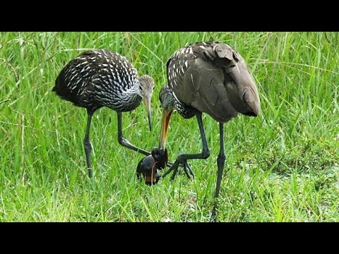 Grote zilverreiger vangt een muis. Gefilmd met Cane/Crane bird videos# ...