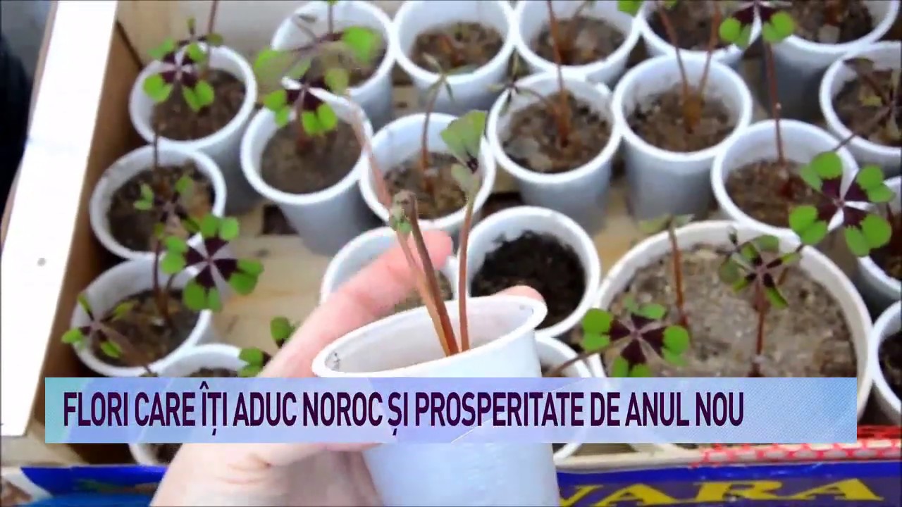 Ingrijirea florilor - Ce flori sa ai in casa ca sa ai noroc - YouTube