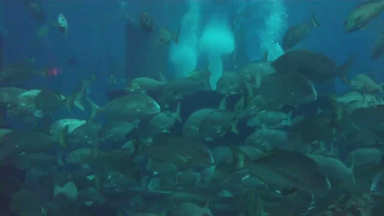 Mega Aquarium Fish Tank at Atlantis The Palm Ambassador Lagoon - YouTube