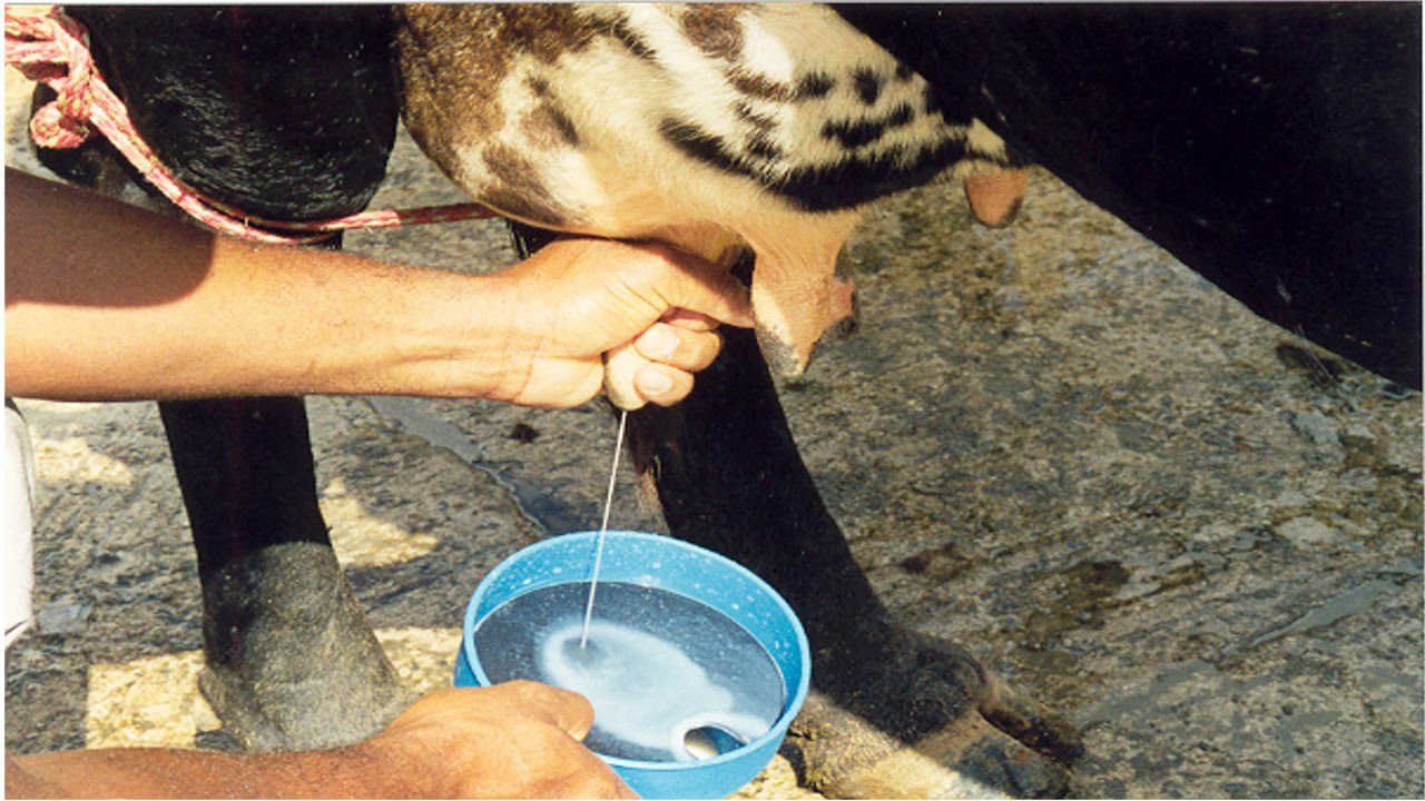 Curso Prevenção e Controle de Mastite - Cursos CPT - YouTube