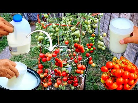 Raw Milk Fertilizer For Plants, Milk Fertilizer For Tomatoes - YouTube