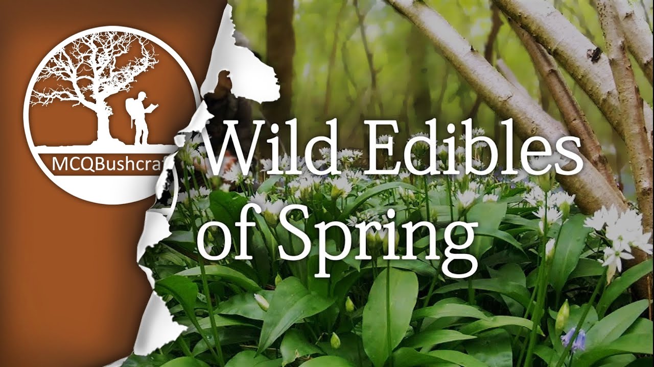 Bushcraft Foraging Wild Edibles of Spring - YouTube