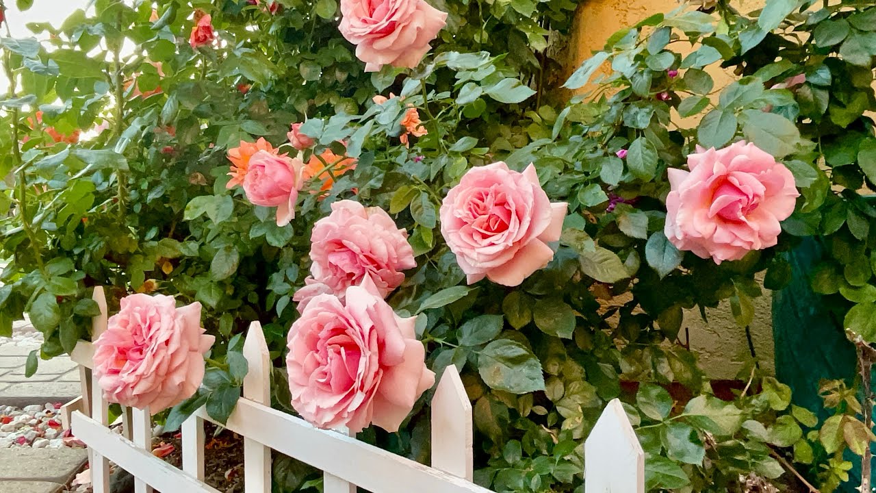 Tournament of roses~Coral pink Grandiflora rose~Lightly fragrant~My ...