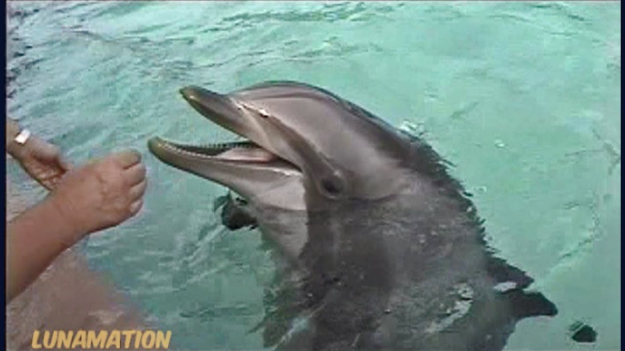 Petting the Dolphins Up Close, Sea World, Orlando, 1997. - YouTube