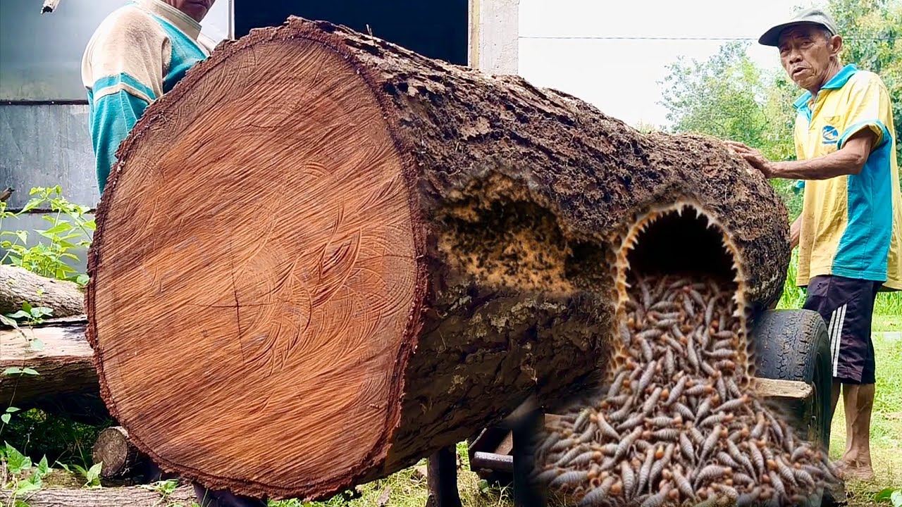 Horrifying!! Amazing monster wood discovery at sawmill red mahogany ...