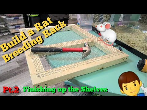 Build a Rat Breeding Rack - Pt.2 Finishing Up The Shelves - YouTube