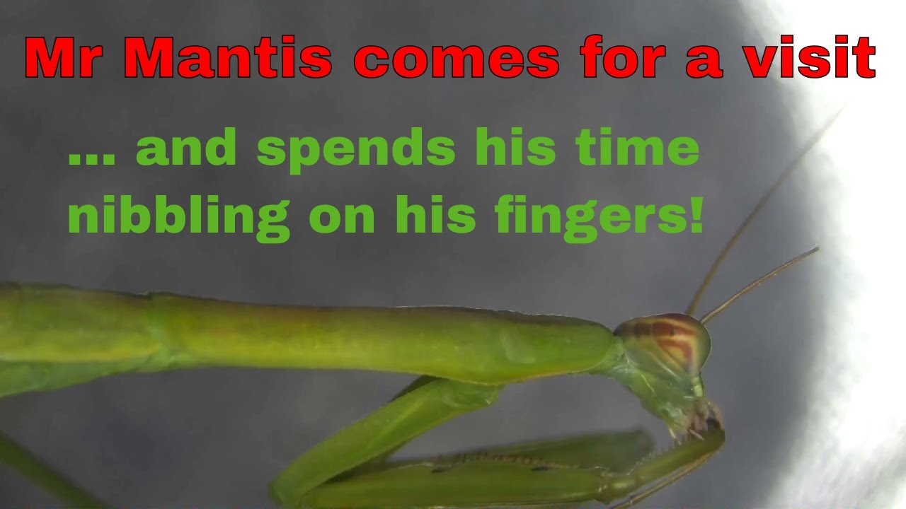 Mr Mantis Comes For a Visit - YouTube