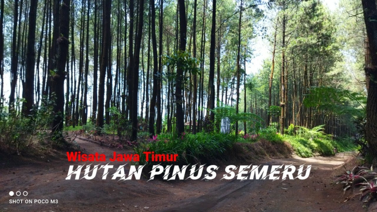 Hutan Pinus Semeru (HPS) || Wisata di jawa timur - YouTube